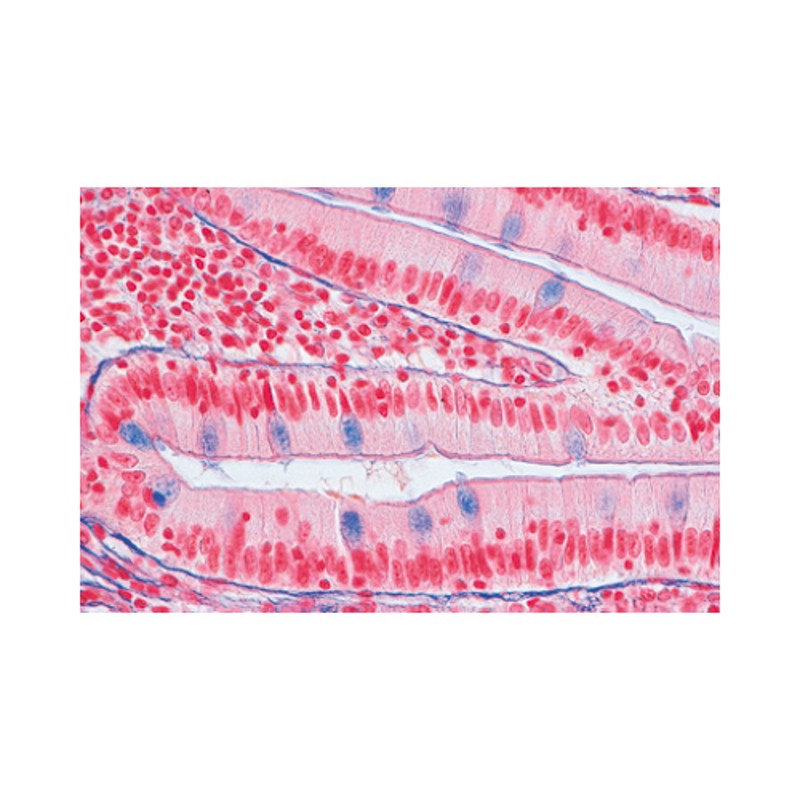 3B Scientific Human Histology Slides | Health and Care